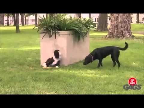 Oyuncak köpekle gerçek köpeklere şaka yapılırsa