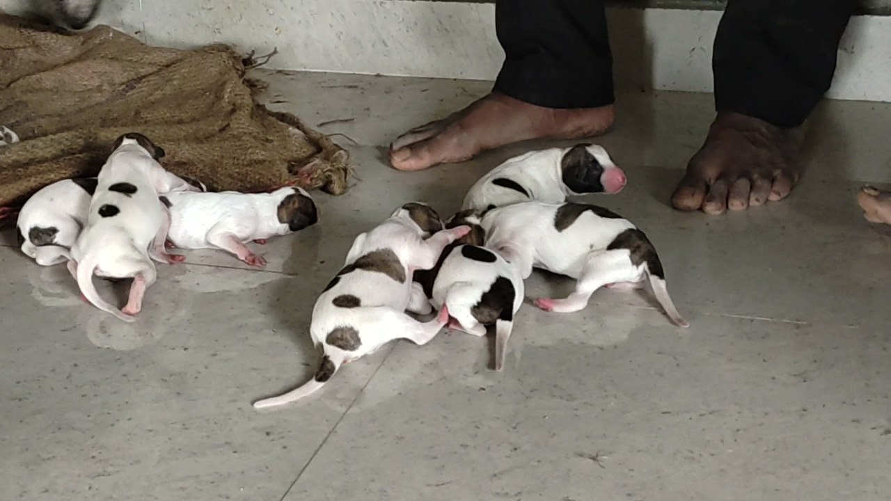 karvani greyhound Dogs new puppies real karvan 100% Phone no 7678051655 ...