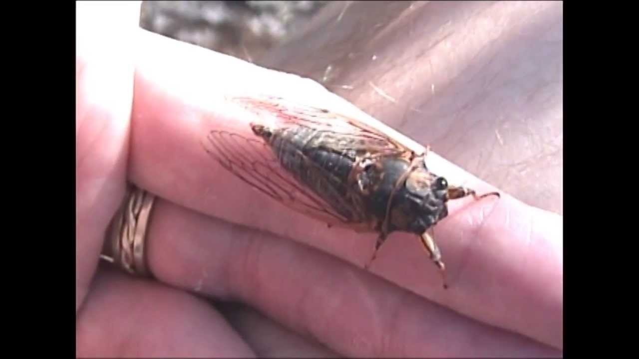 cicada mating call - YouTube