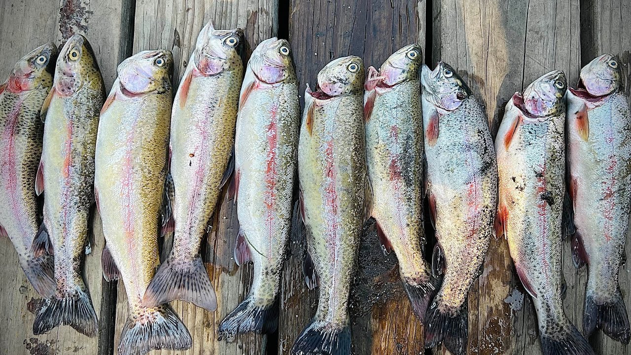 Hot Summer Stream Trout Fishing at Vermillion River - YouTube