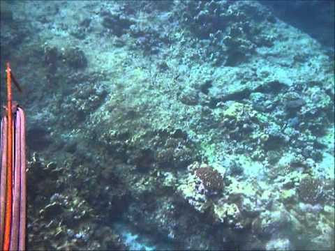 Spearfishing Ritidian Beach Guam - YouTube