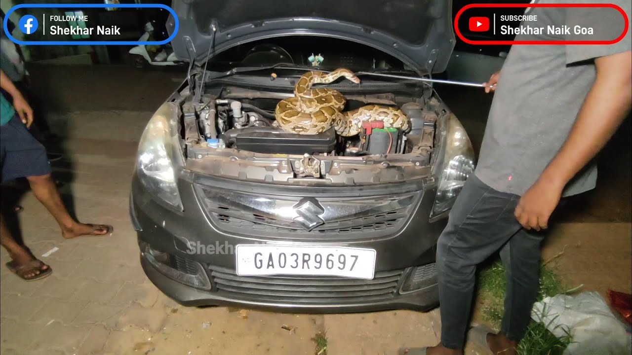 Python Snake Found In Car Engine Bay!! | Mapusa - YouTube