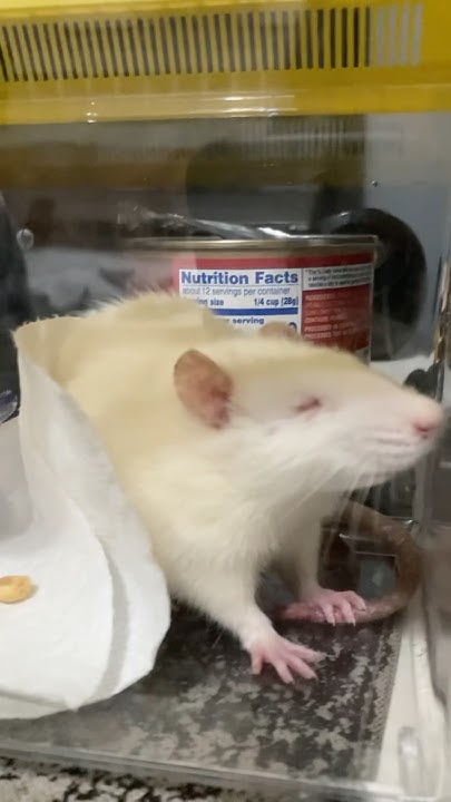 Rescued Rat Resting #rescue #rat #animals #shorts #reels - YouTube