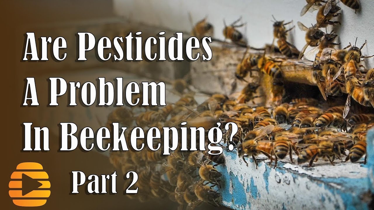 Are pesticides a problem in beekeeping? How about GMOs Apis Mellifera ...