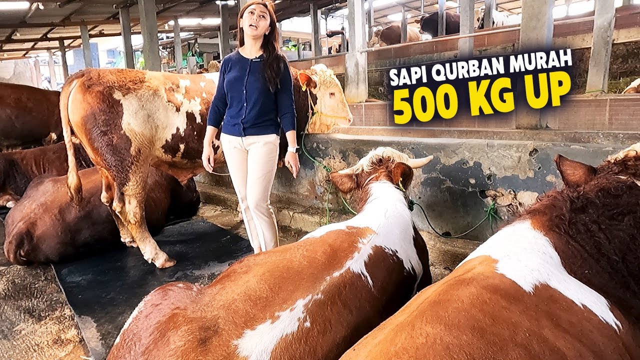Sapi Qurban istimewa Bobot 500 kg - YouTube