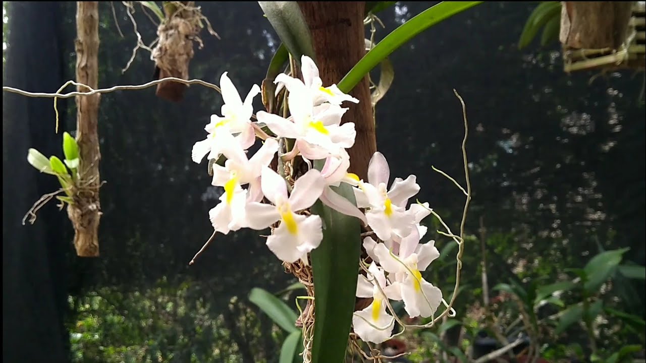 Como cultivar orquídea Rodriguezia venusta e Ionopsis alba - YouTube