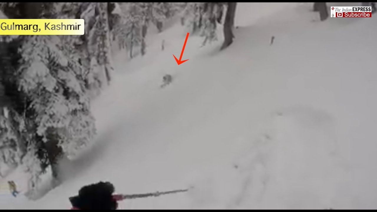 Snow Leopard Spotted In Gulmarg - YouTube