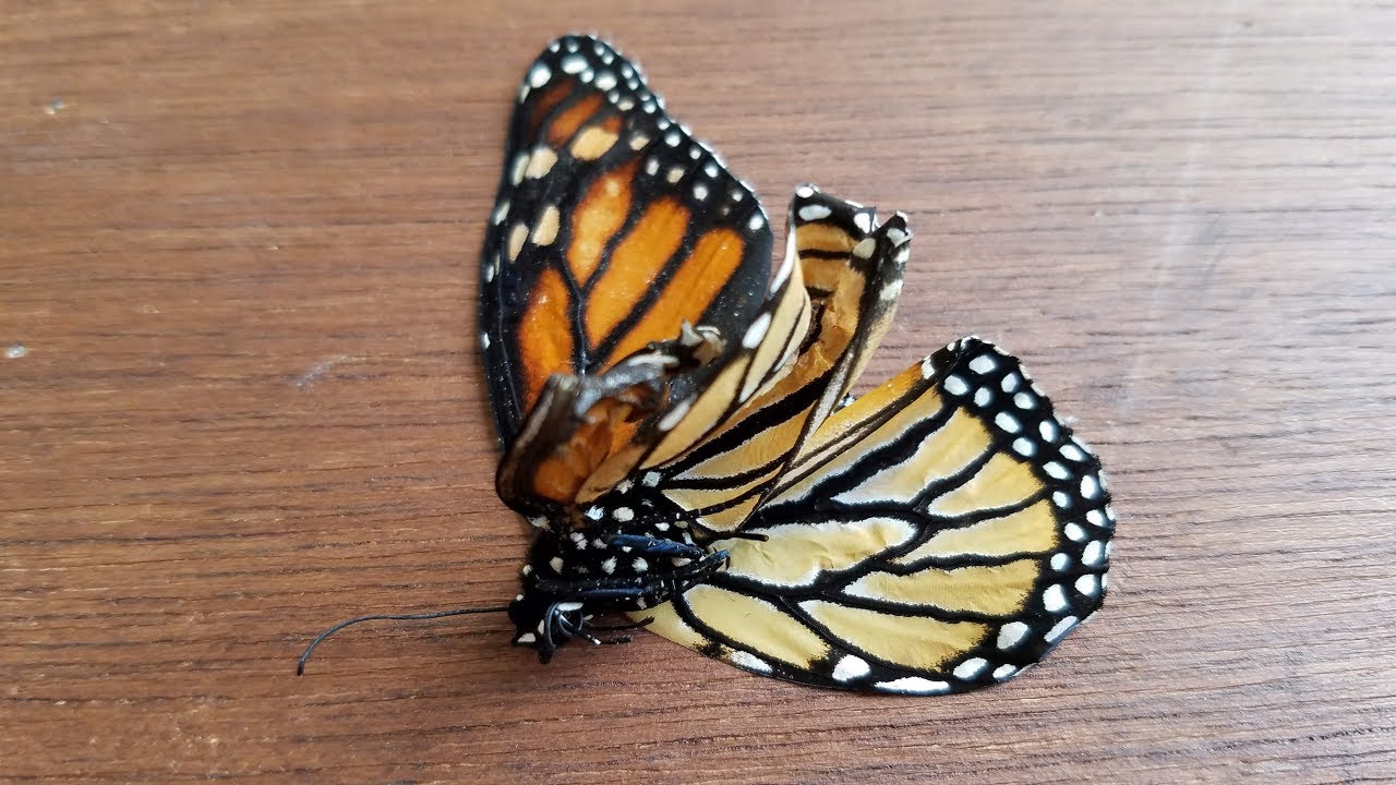 Help Monarch Butterflies by Growing Native Milkweed - YouTube