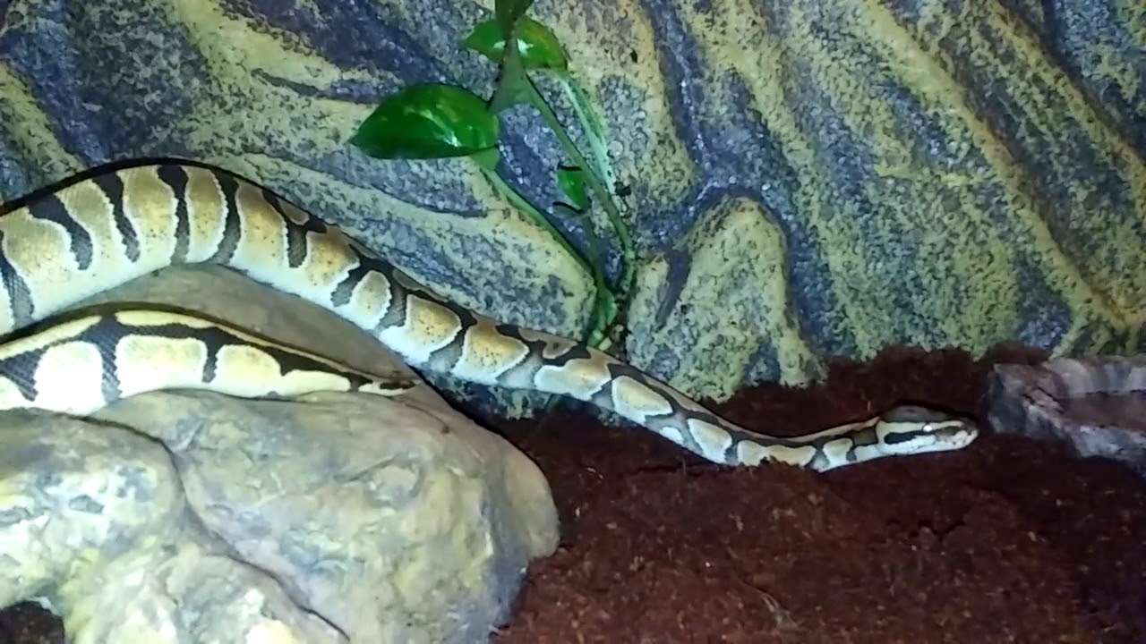 Enchi Vanilla Ball Python - YouTube