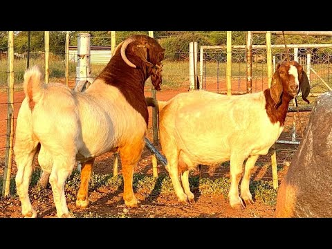 THIS NOBODY EXPECTED! SOUTH AFRICA BOER RACE - YouTube