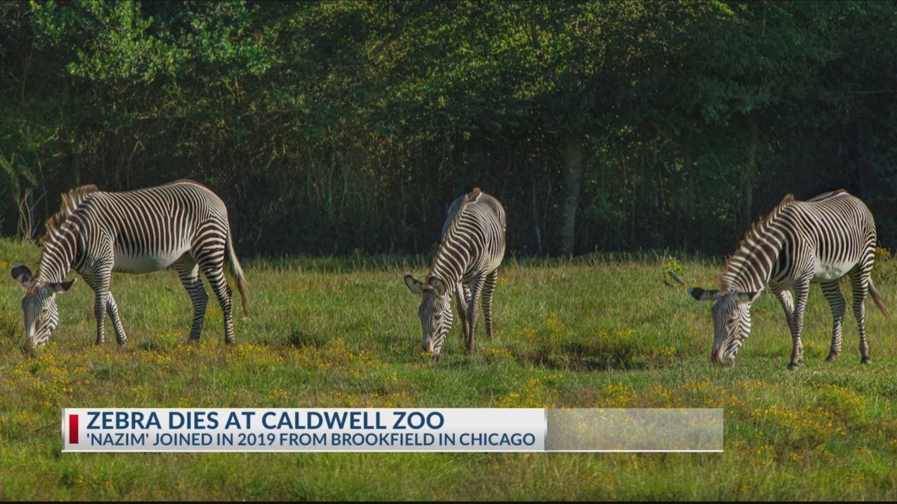 ‘Vibrant spirit’: Nazim the Zebra at Caldwell Zoo died Christmas day ...