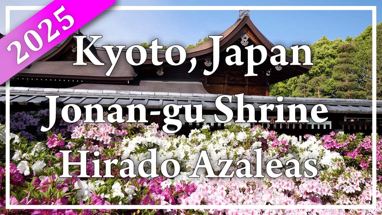 Vibrant Hirado azaleas bloom in full glory, swaying in the spring ...