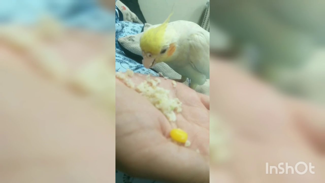Cockatiel eating rice. #cockatiel #cockatielbird #parrot # ...