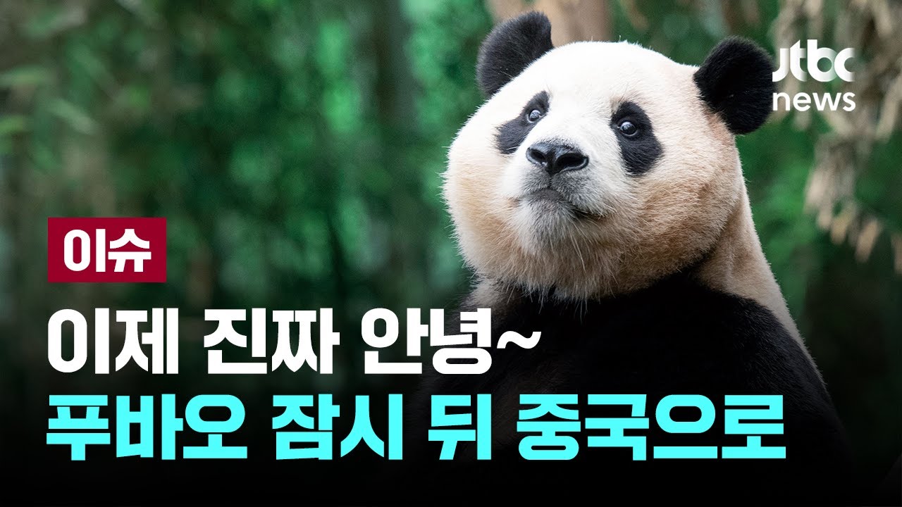 잘가 용인 푸 씨 푸바오 잠시 뒤 중국행강철원 사육사 동행 이슈play Jtbc News Youtube