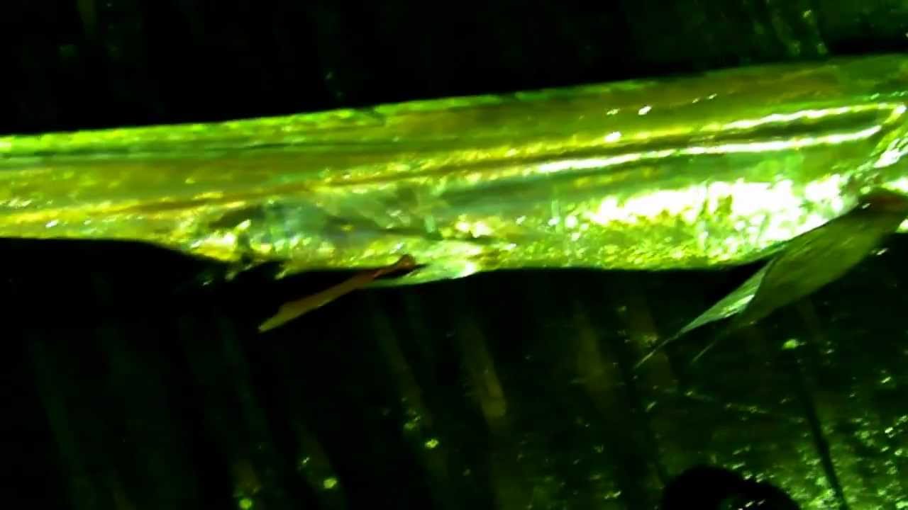 Alepisaurus ferox - YouTube