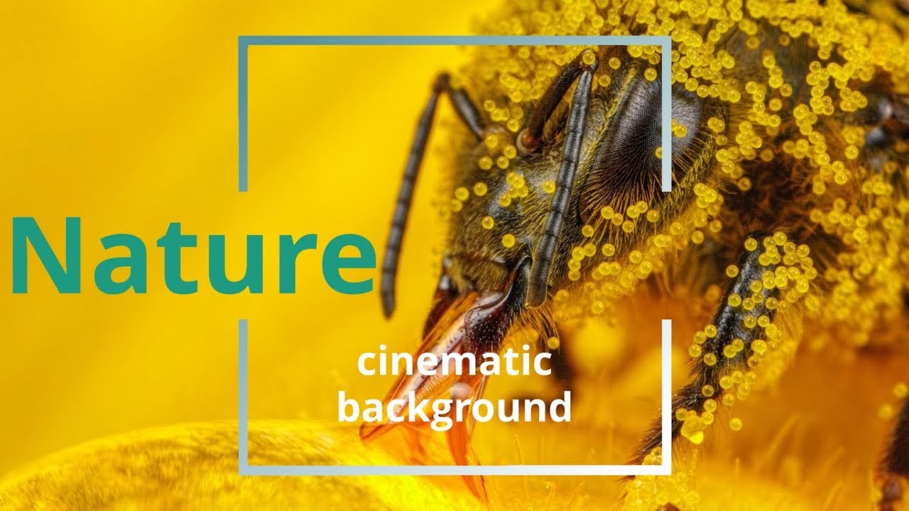Cinematic Background and Music - #10 - Nature Video - YouTube