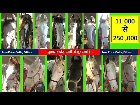 Indian Horse Market Of Low Price Colts & Fillies Muktsar In Punjab ...