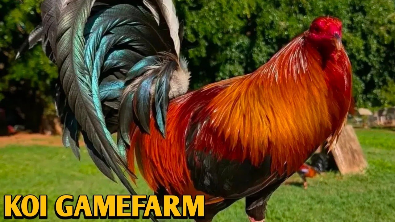 Leiper Claret Roundhead - KOI FARM - YouTube