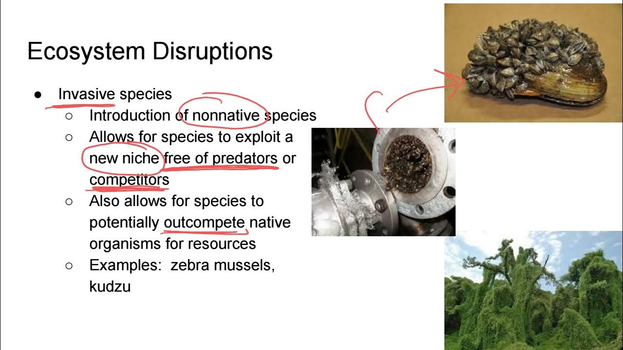 8 6 and 8 7 biodiversity and ecosystem disruption - YouTube