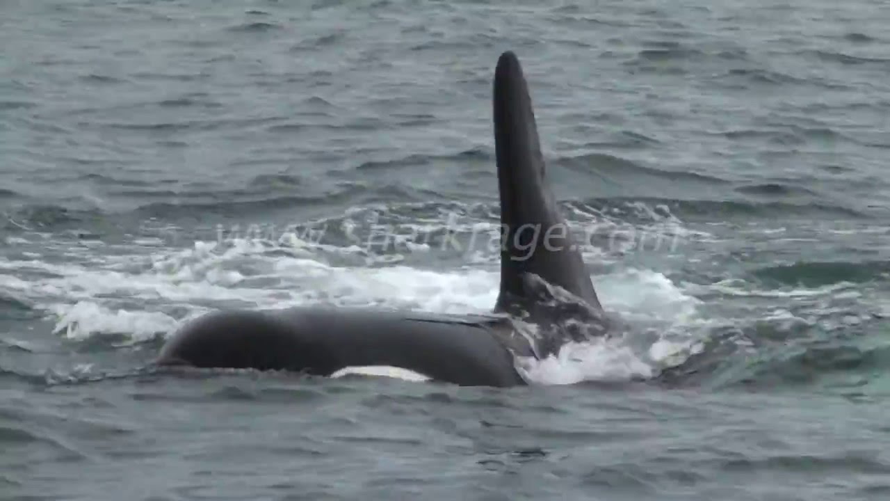 Killer whales mating - YouTube