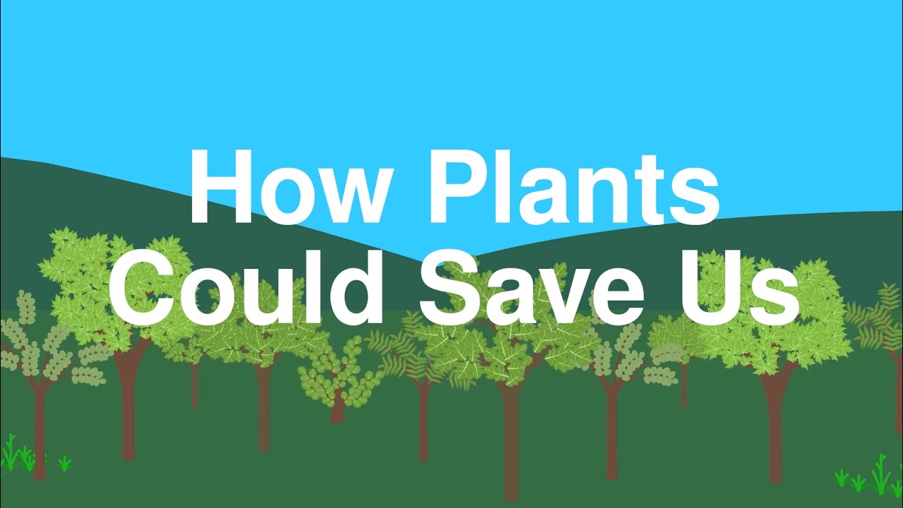 How Plants Cool the Planet - YouTube