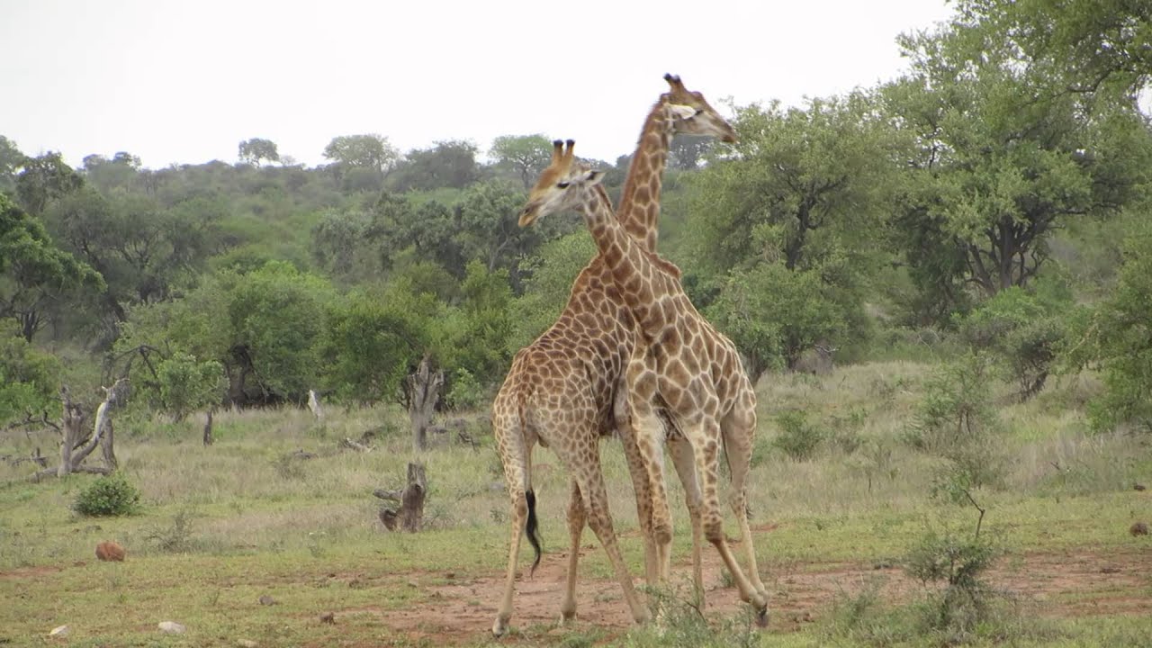 Giraffes Hitting Each Other with Their Heads, Kruger National Park ...