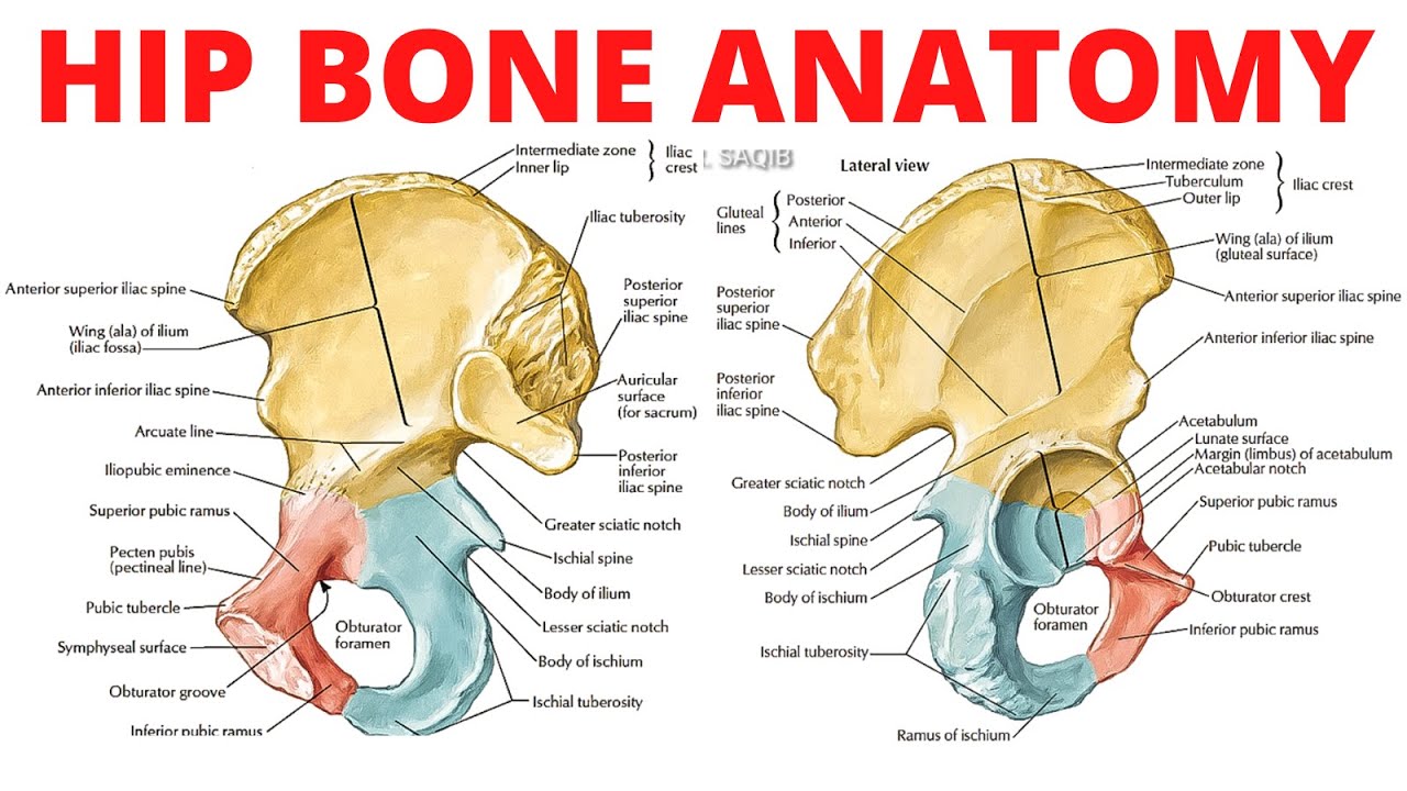 Hip Bone Anatomy YouTube