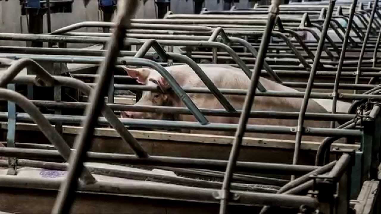 Encaged Pigs on Modern English Farm - YouTube