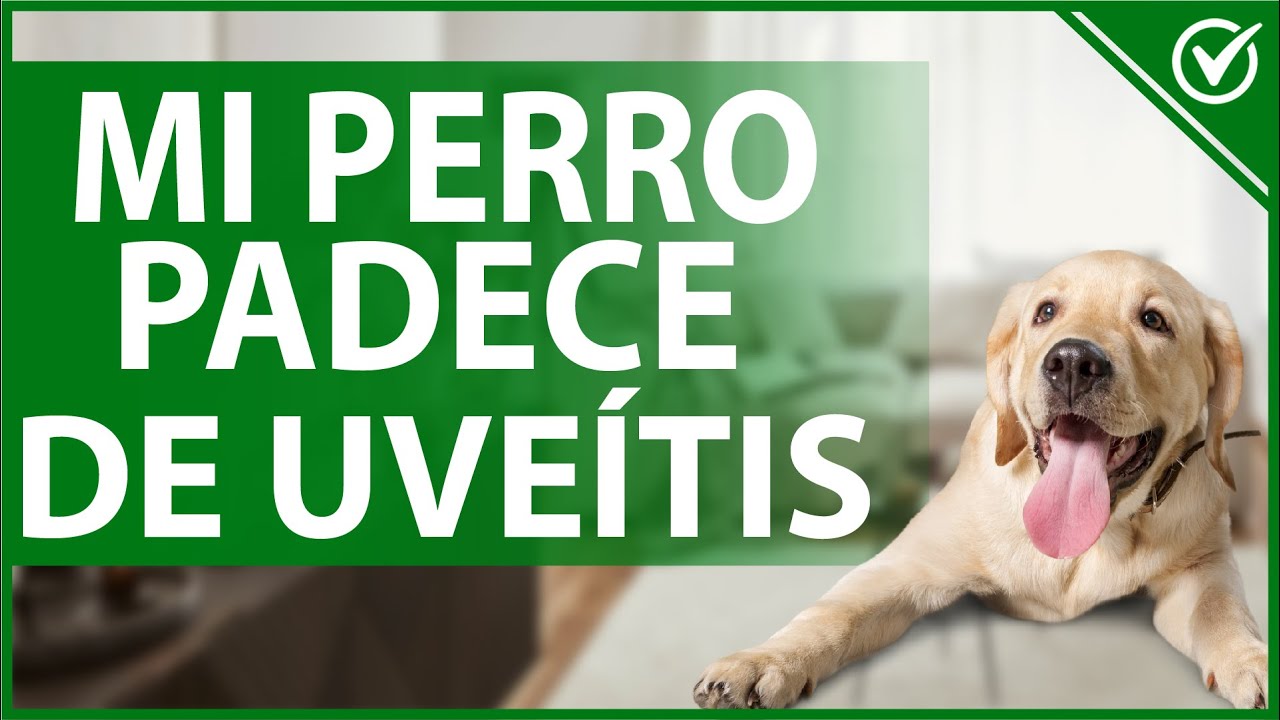 🐕 Cómo Saber Si mi Perro Padece de Uveítis Canina - Sugerencias del ...