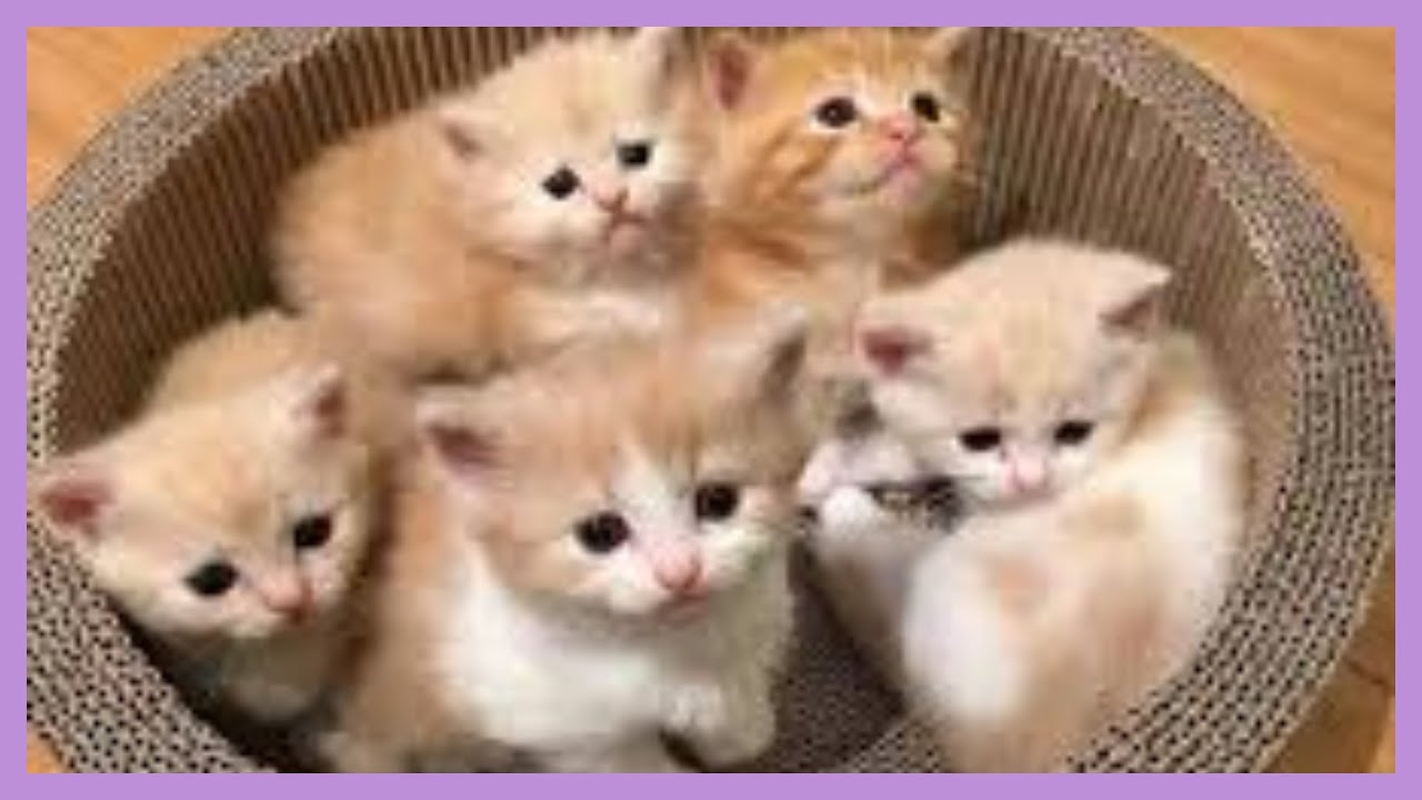 The Cutest Kittens Ever. heart melting kittens, Top 10 cute, - YouTube