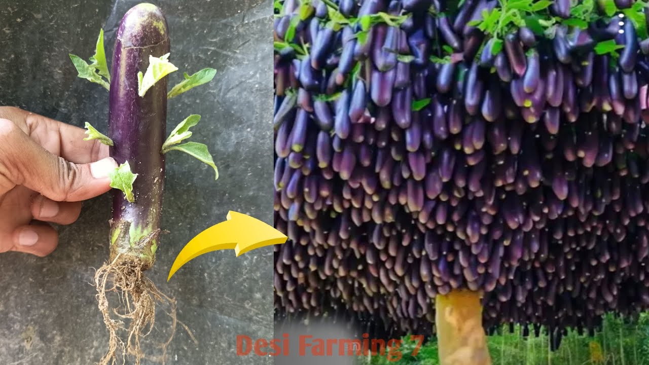How to grow a big brinjal many tree use garlic,, Growing eggplant with ...