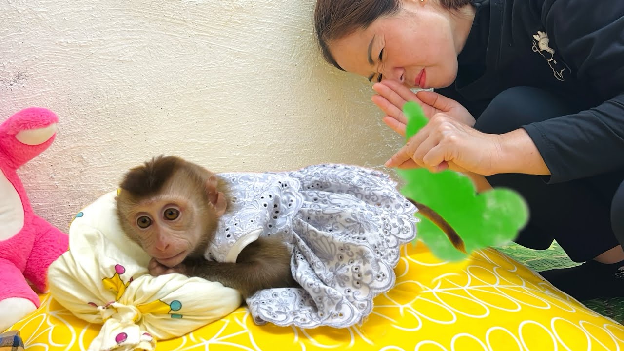 Monkey Tina has diarrhea and poops on mom's bed - YouTube