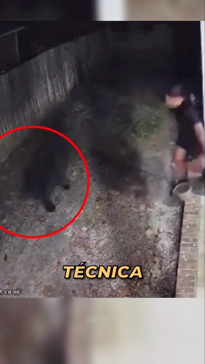 Lo que hizo este hombre al ver un oso persiguiendo a su perro te sorprenderá #animales #mascotas ...