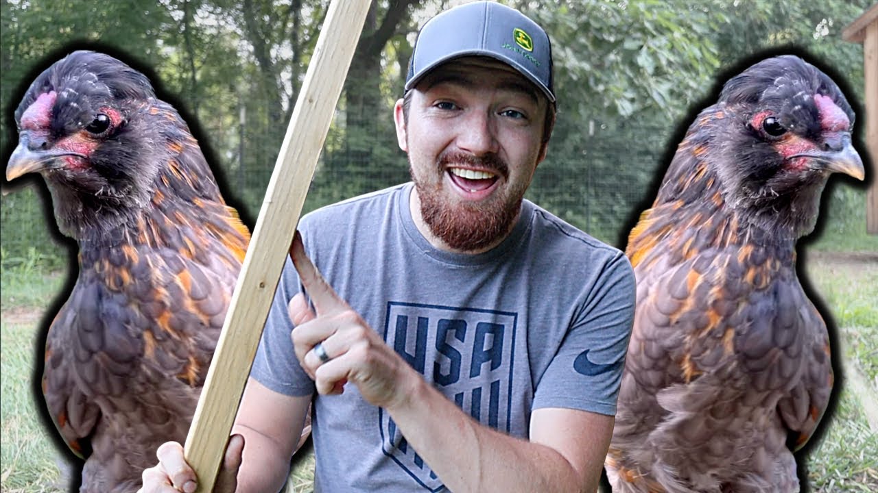 Moving 40 Chickens to Their New Homes - YouTube