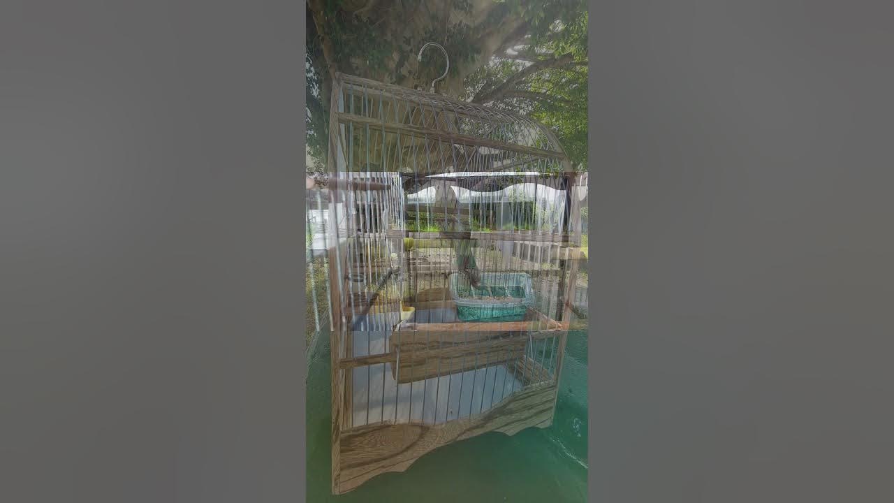 picolette Guyane curio praia classico en apprentissage 6 mois. - YouTube