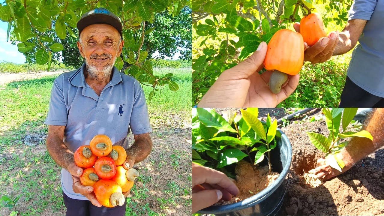 Colhemos Caju e Plantamos Mudas de Cajueiro no Mini Sítio - YouTube