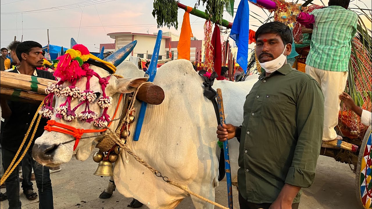 Edupayala Jatara 2022 | Edla Bandi Uregimpu at Edupayala Durga Bhavani ...