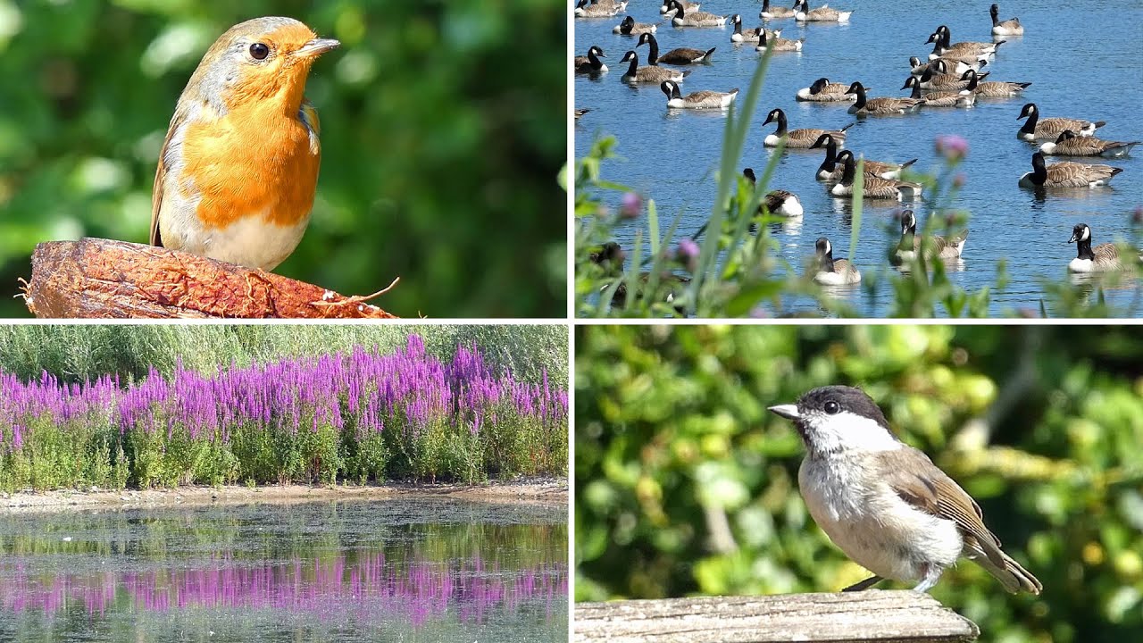 Summer Bird Watching at a UK Nature Reserve | June- August - YouTube