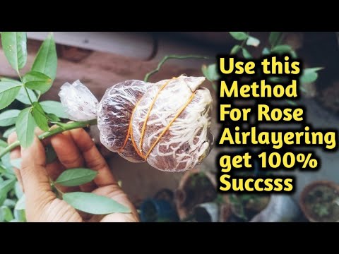 Best and Effective way to Airlayering Rose plant || Airlayering Rose ...