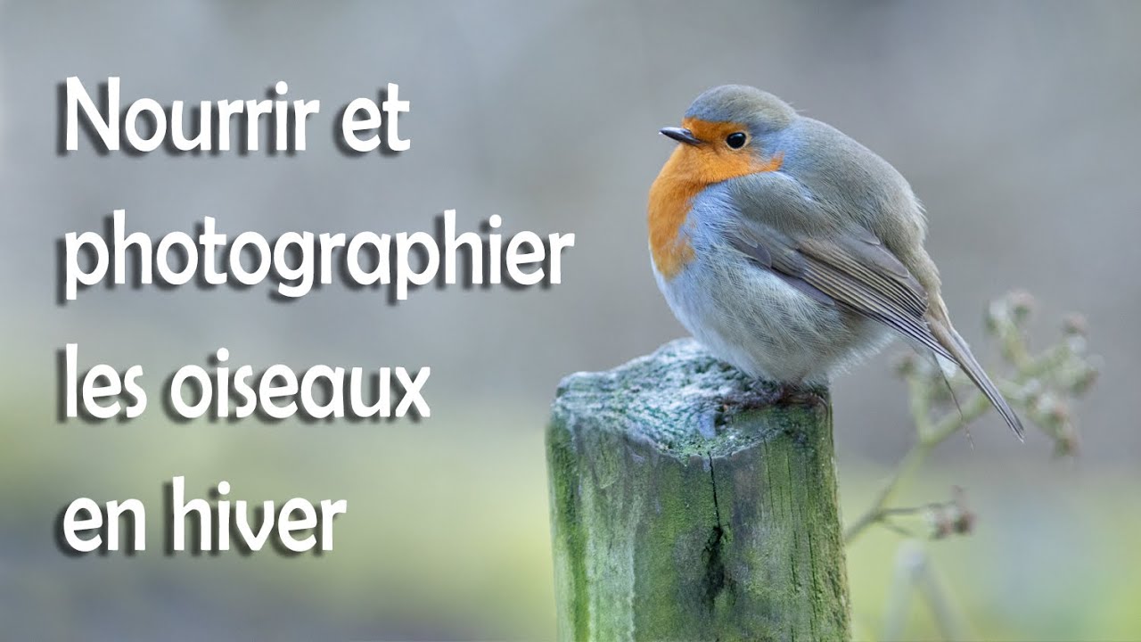 Nourrir et Photographier les Oiseaux en Hiver - YouTube