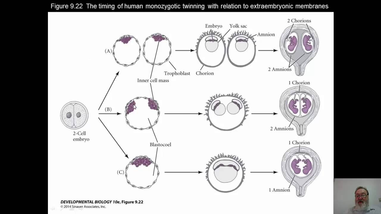 Mammal Development - YouTube