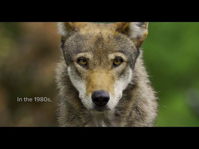 Red Wolf With Green Eyes
