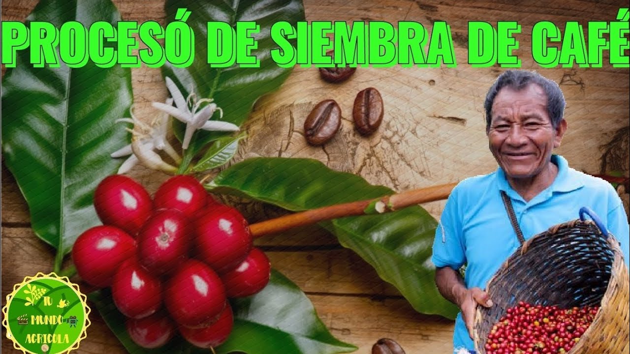 PROCESÓ COMPLETO SIEMBRA DE CAFÉ/ Detalles generales de forma simple ...