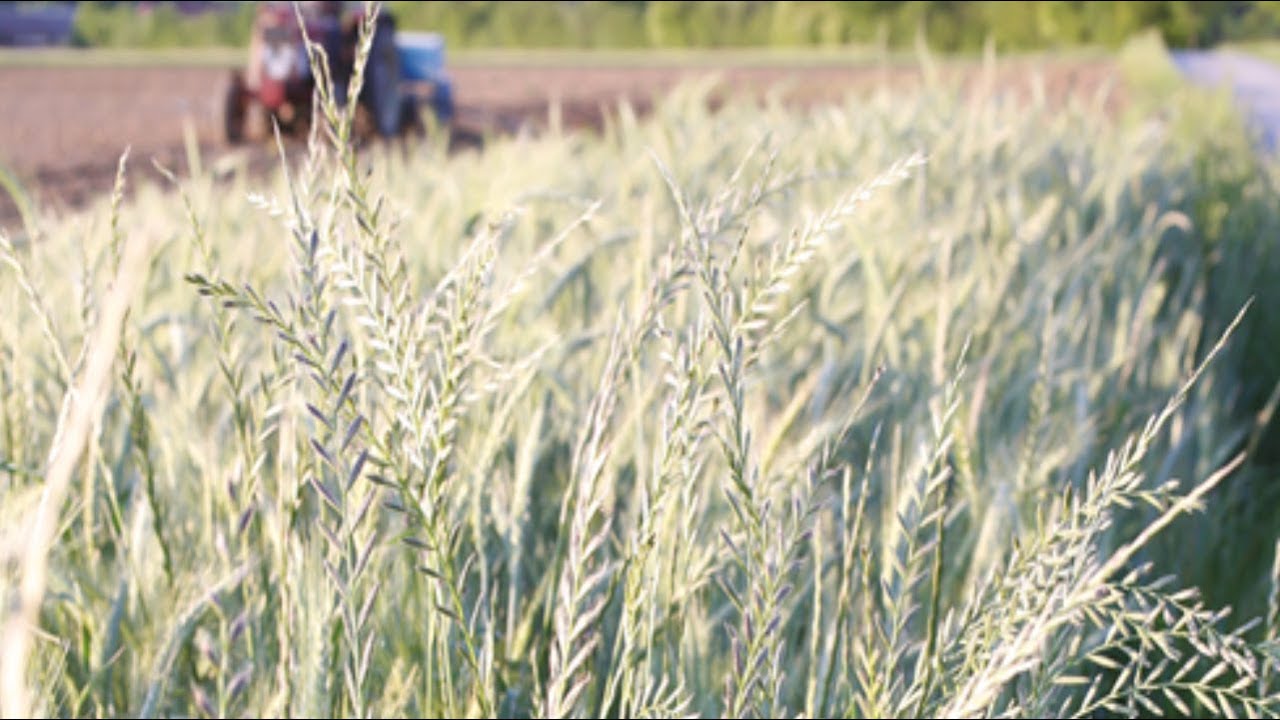 Weed Life-Cycle - Rye-grass - YouTube