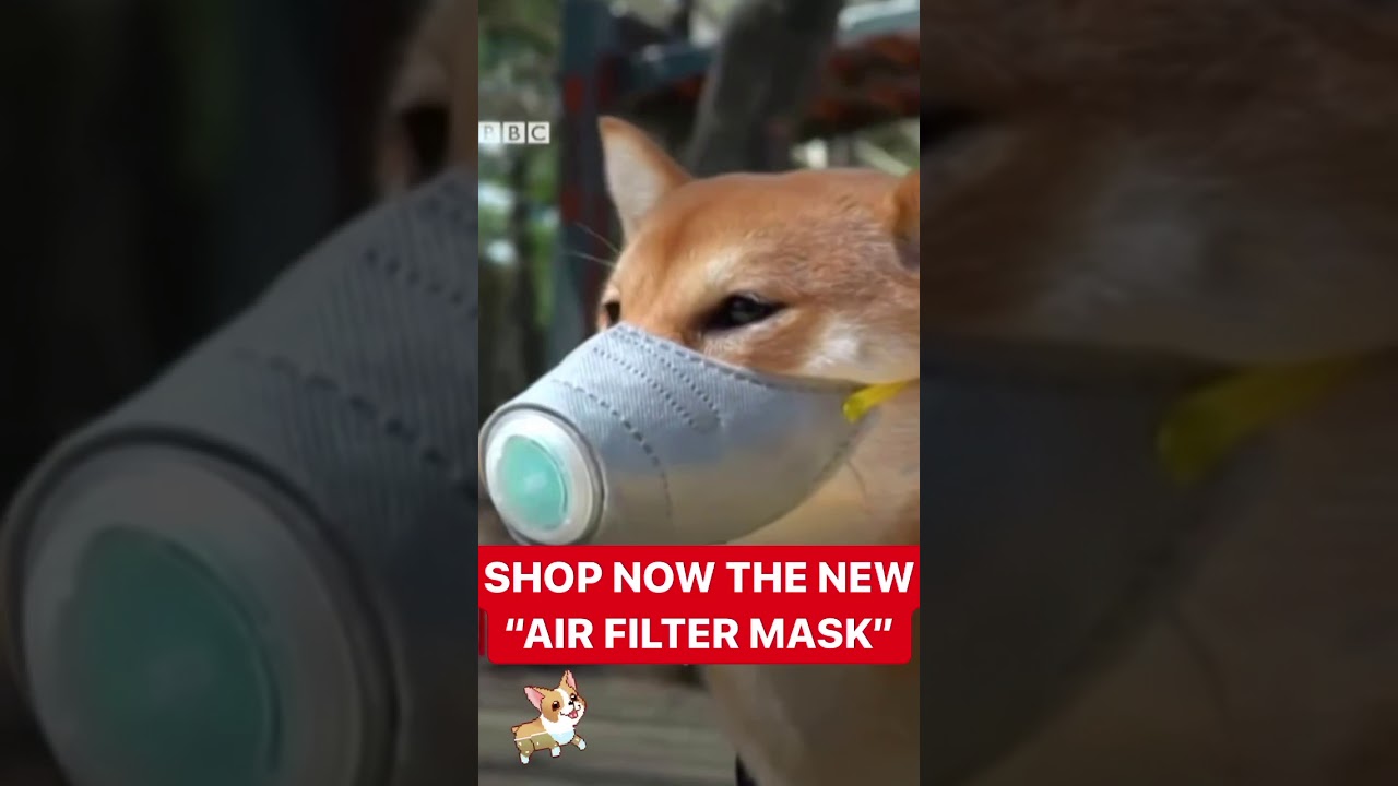 Dog Air Pollution Filter Mask | SAVEYOURFRIEND.COM - YouTube