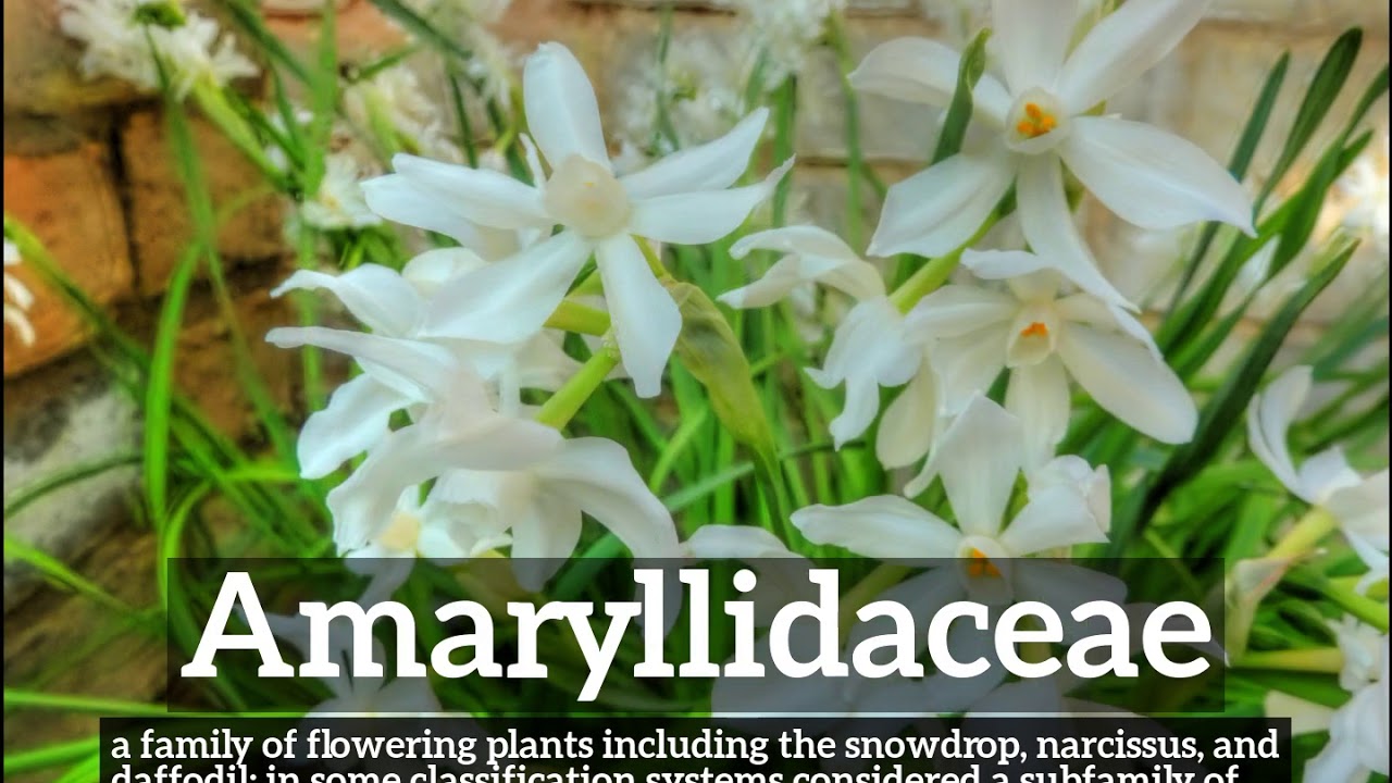 How Does Amaryllidaceae Look? | What is Amaryllidaceae? | How to Say ...