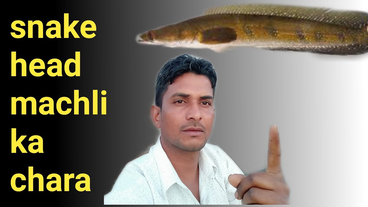 snakehead machli ka chara || murrel snakehead machli pakadne ka chara ...