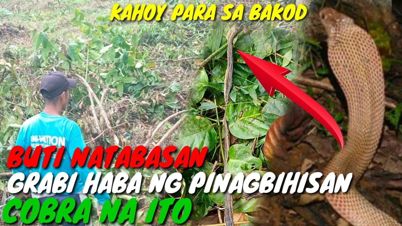 GINULAT AKO SA PINAGBIHISAN/KAHOY PARA SA BAKOD/ORGANIC NA PANALI ...