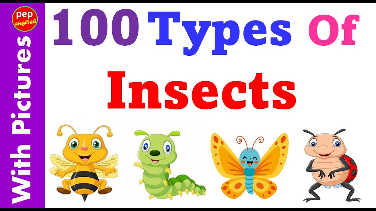 Types of Insects | Different Types of Insects | Insects vocabulary ...