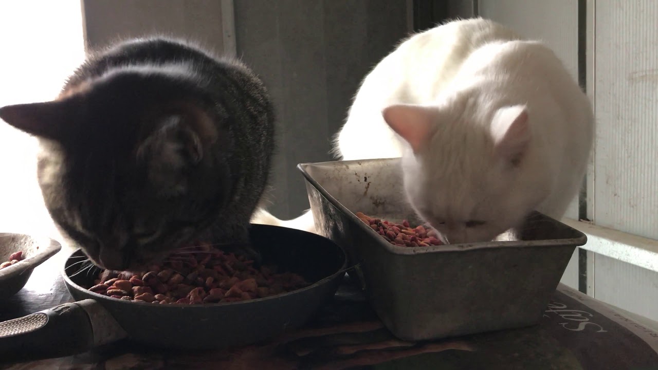 Crunching cats - YouTube